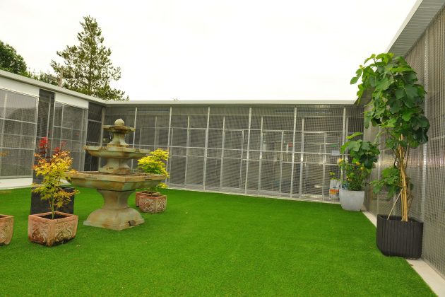 Home - Meadow Green Cattery
