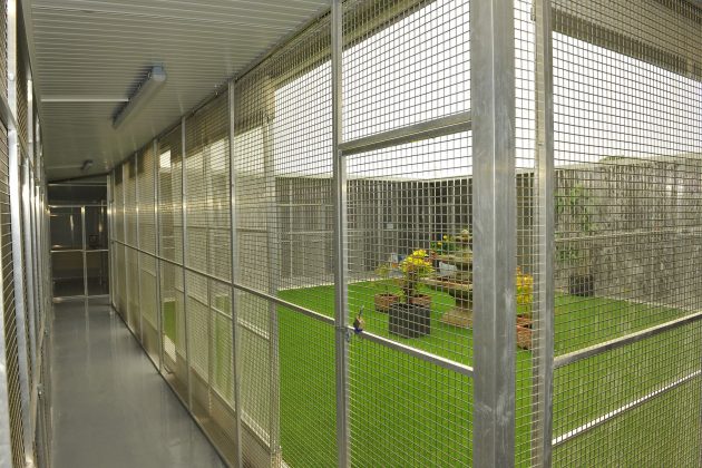Home - Meadow Green Cattery